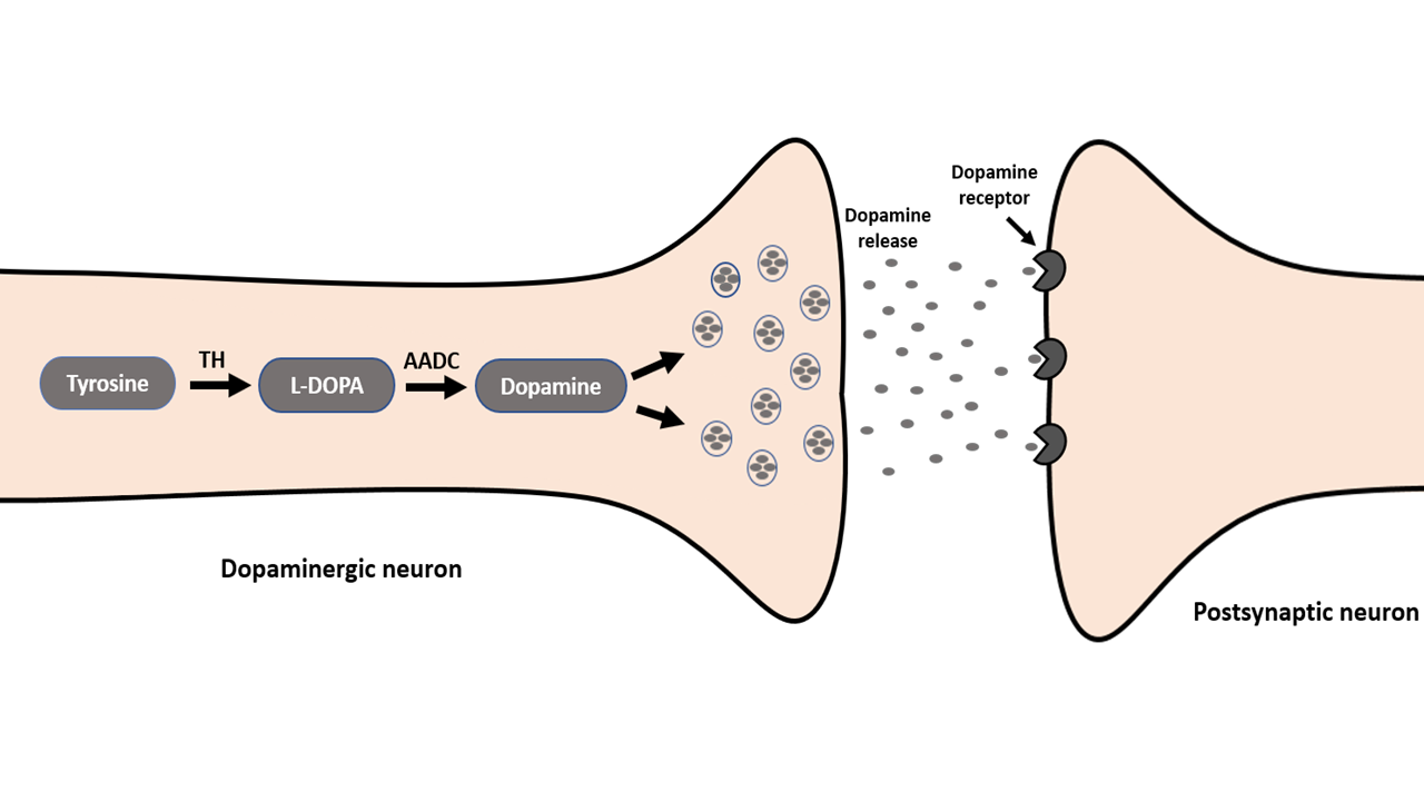 How do Parkinson’s Medications Work?